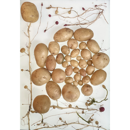 Seeds – OIKOS Tree Crops