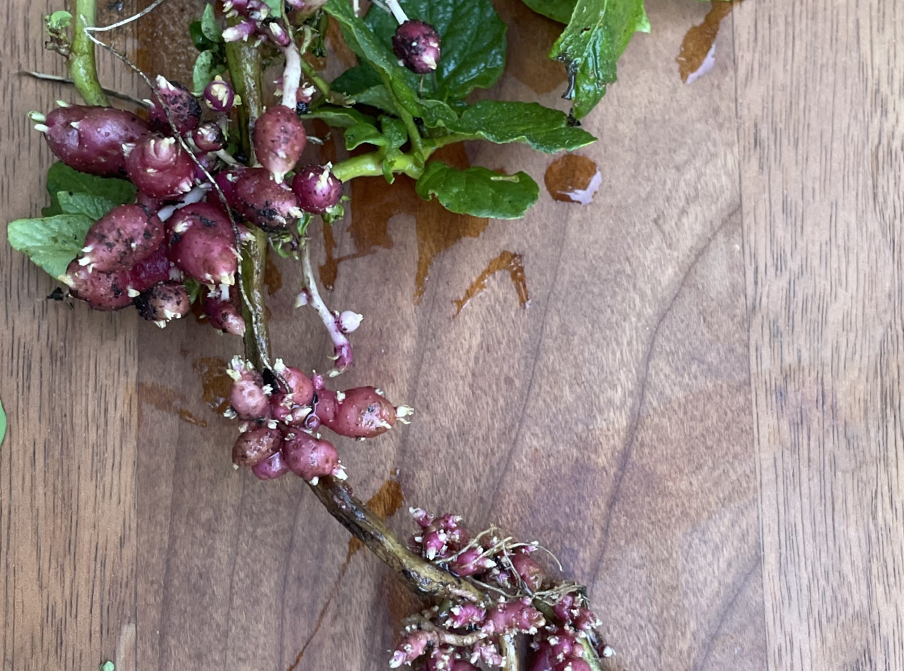 Seeds – OIKOS Tree Crops