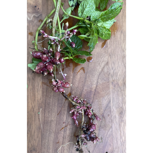 Seeds – OIKOS Tree Crops