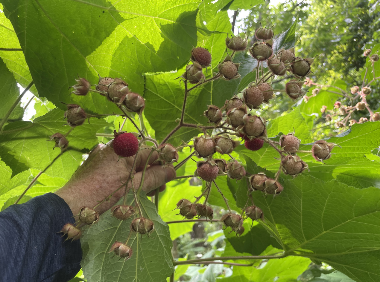 Seeds – OIKOS Tree Crops