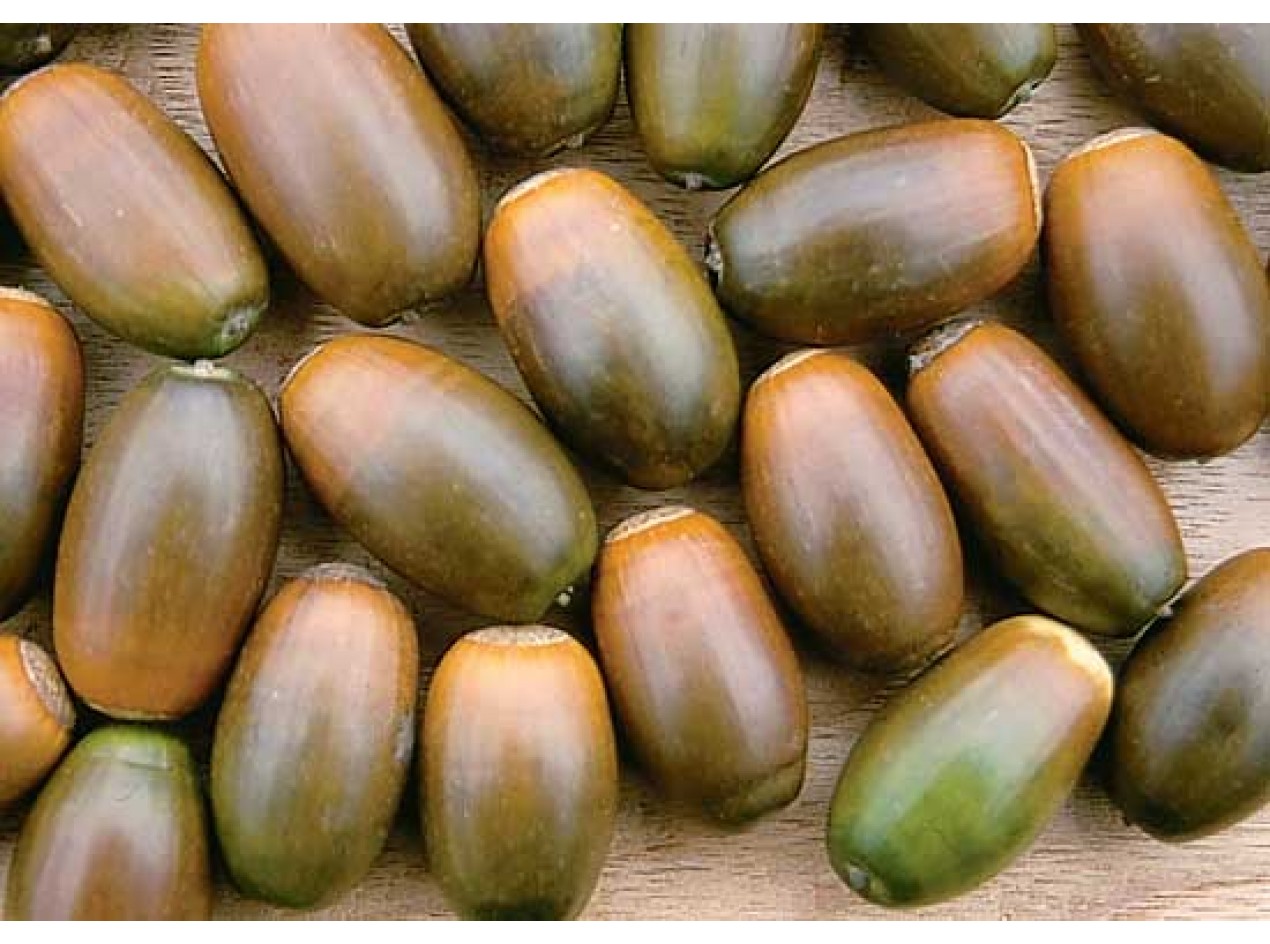 Seeds - OIKOS Tree Crops