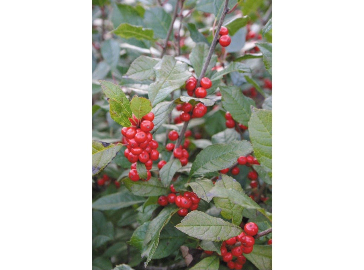 Seeds Oikos Tree Crops