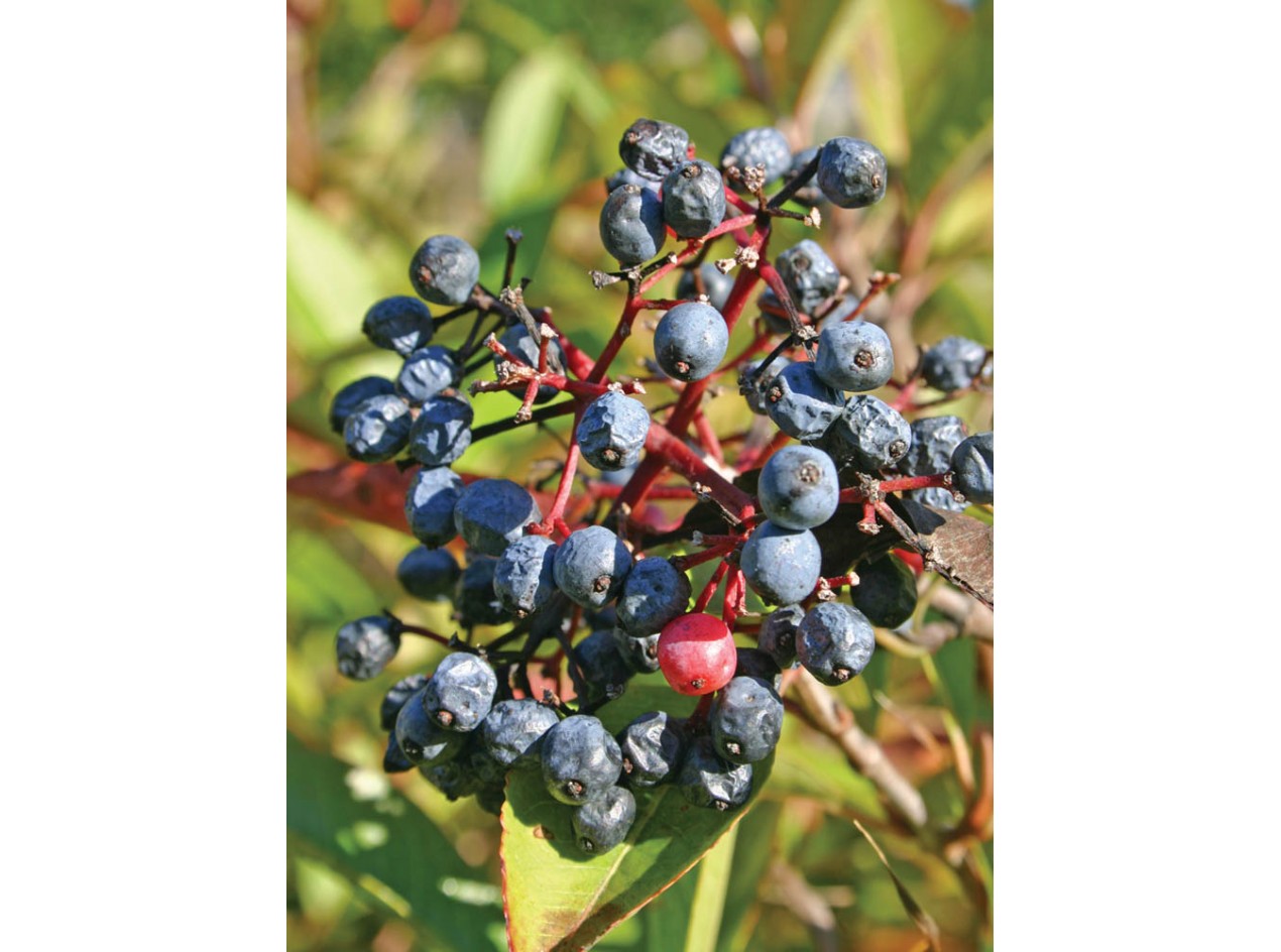 Seeds Oikos Tree Crops