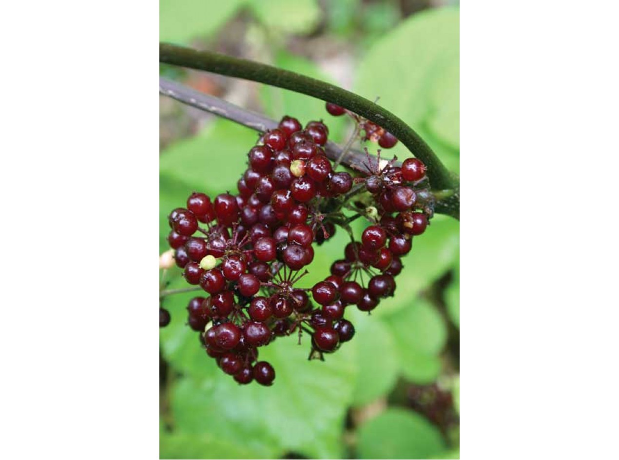 Seeds - OIKOS Tree Crops