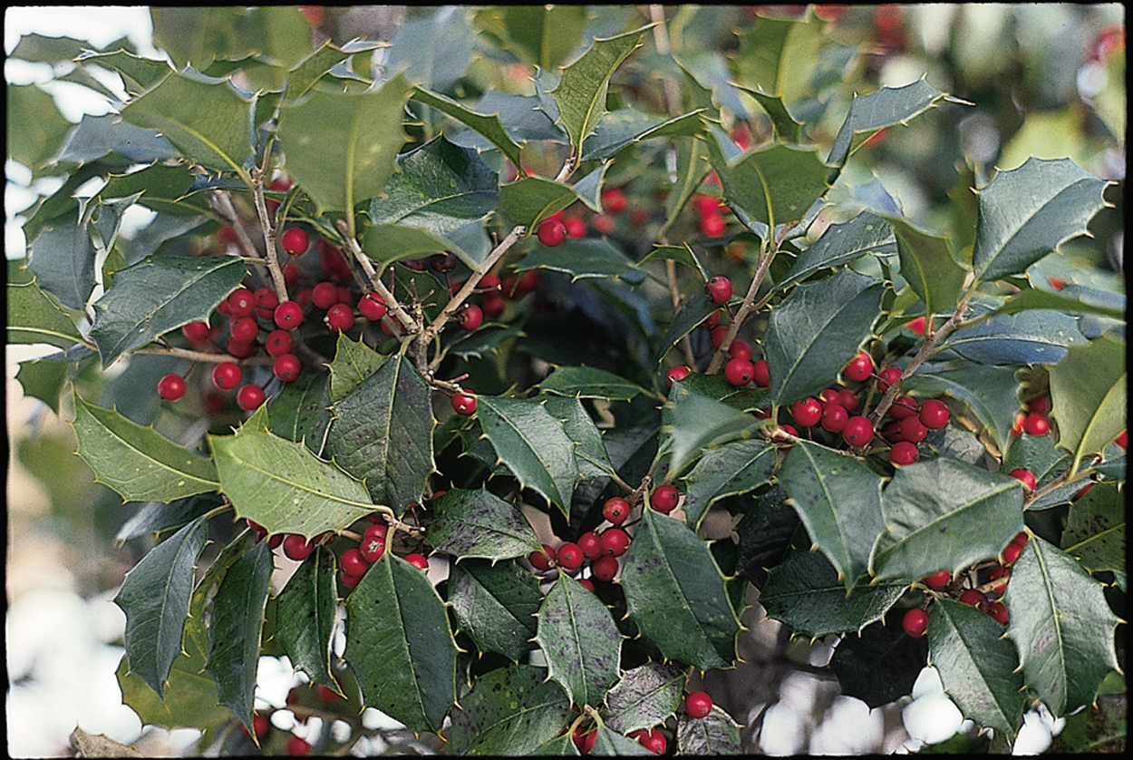 Seeds – OIKOS Tree Crops