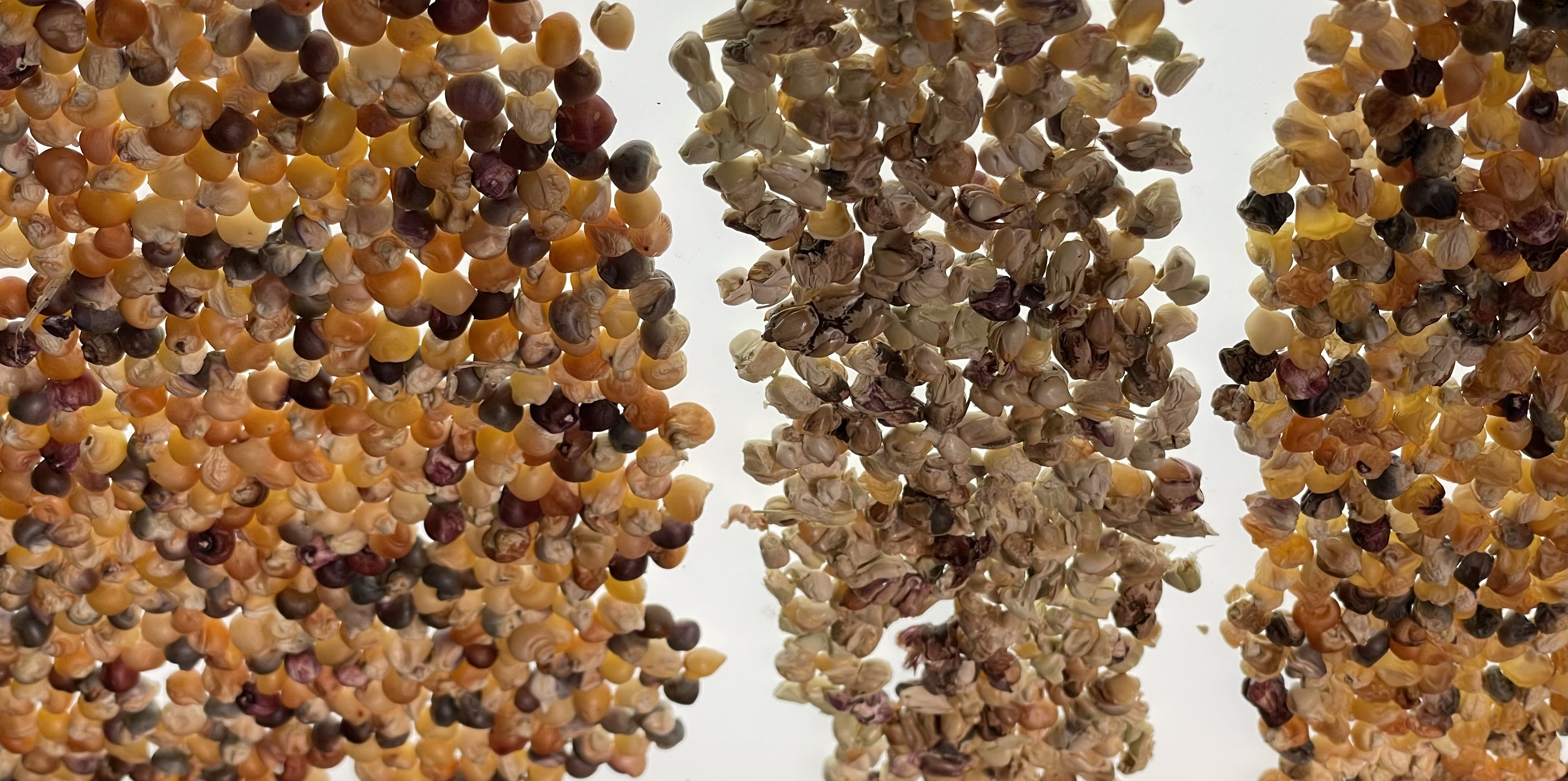 Seeds – OIKOS Tree Crops