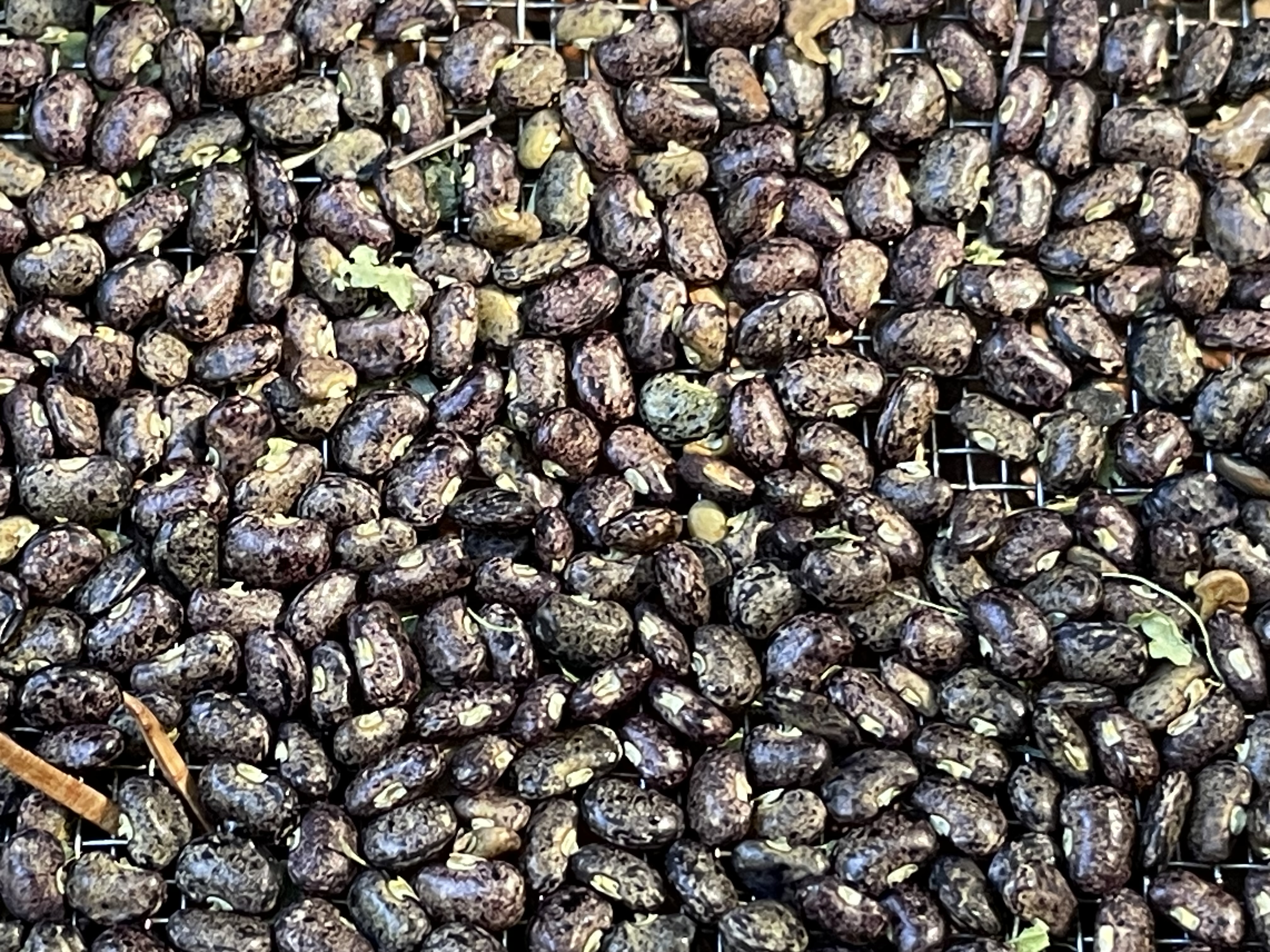 Seeds – OIKOS Tree Crops