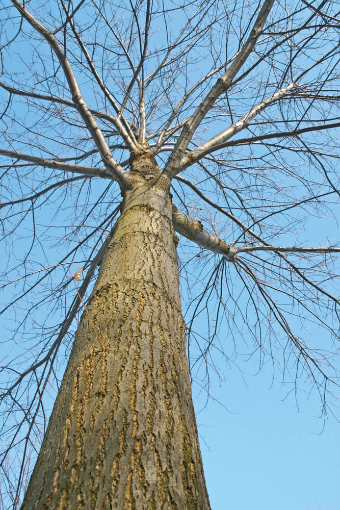 Seeds - OIKOS Tree Crops