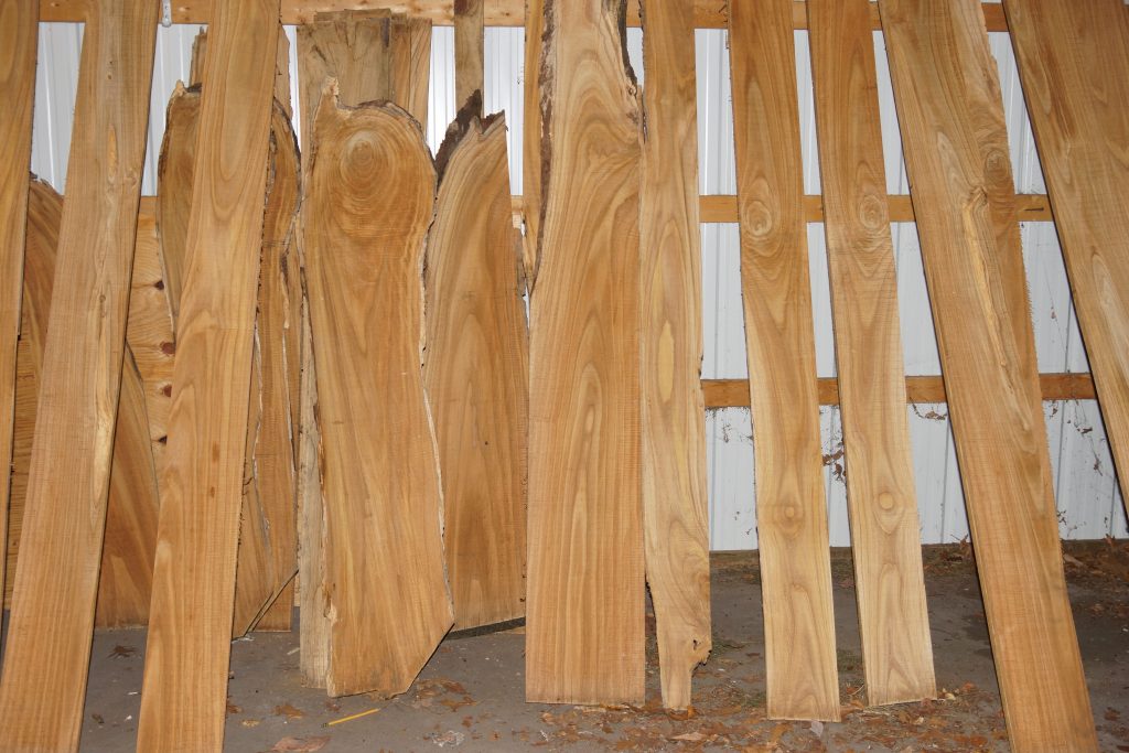 The Legacy of the American Chestnut - OIKOS Tree Crops