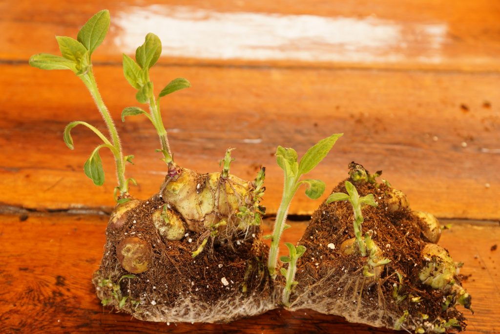 How to Grow Sunchokes - OIKOS Tree Crops