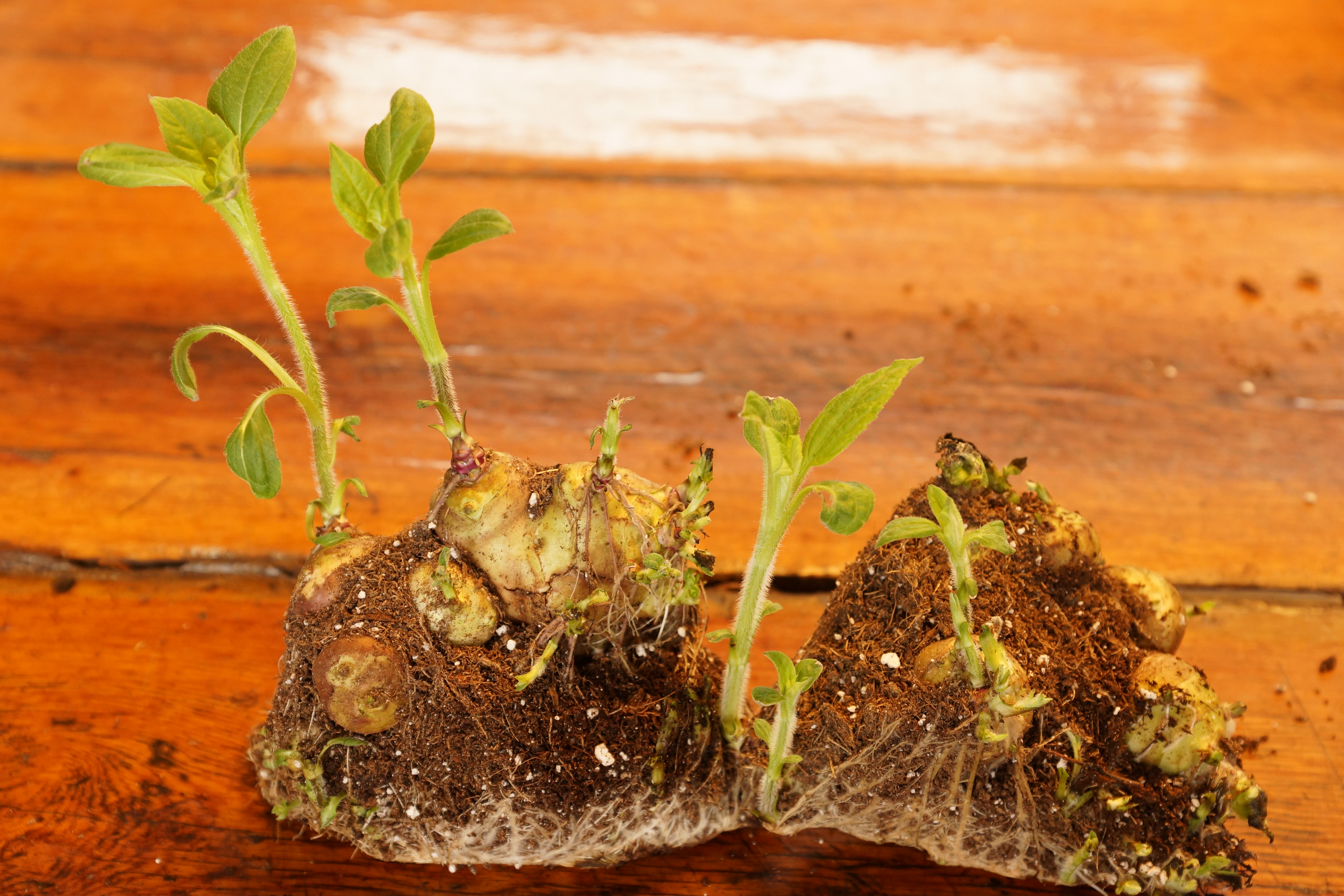 How to Grow Sunchokes - OIKOS Tree Crops