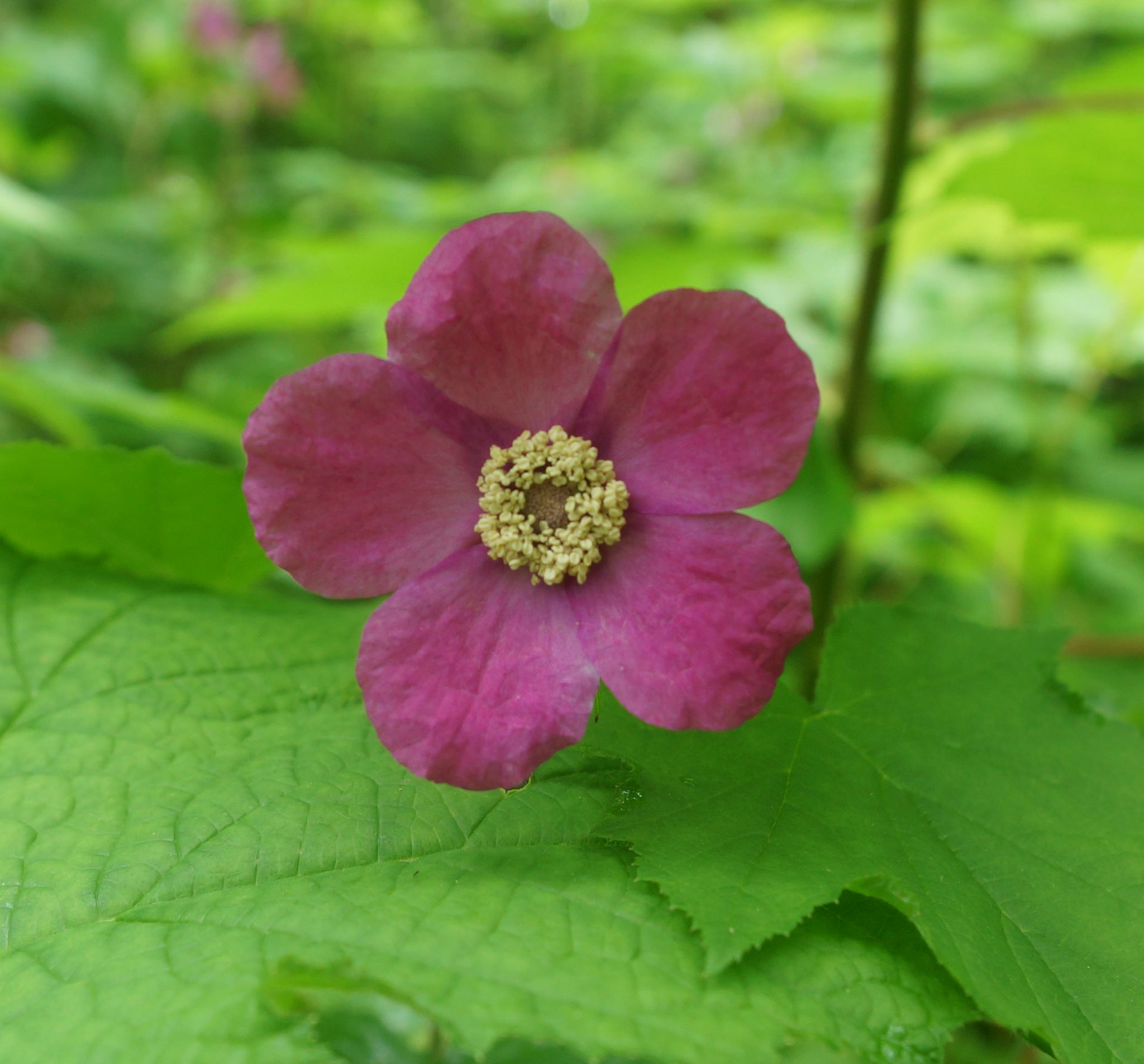Cultivating a Wild Plant the Thimbleberry Way – OIKOS Tree Crops