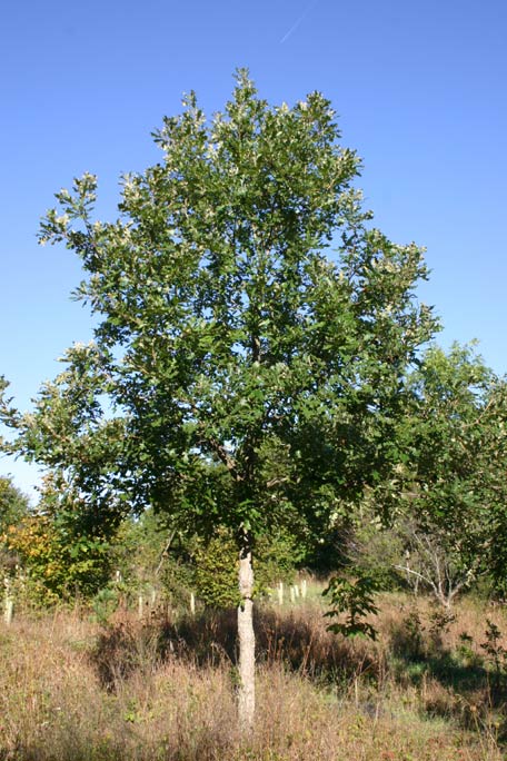 Bur Oak hybrid Oak – OIKOS Tree Crops