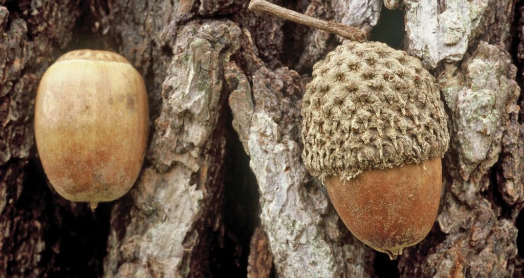 The Oaks: Acorns Create a New World – OIKOS Tree Crops