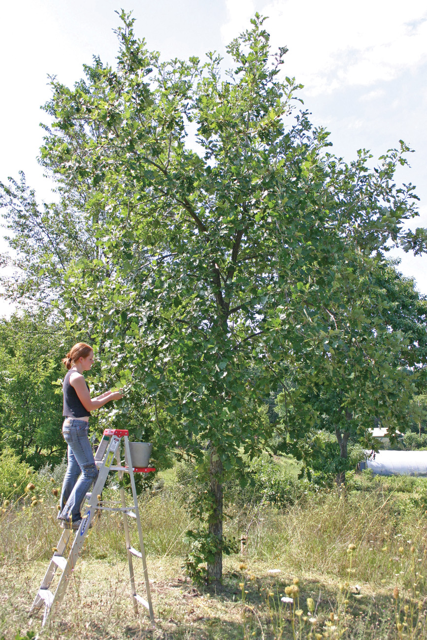 oak-bebbs-sweetitis-form – OIKOS Tree Crops