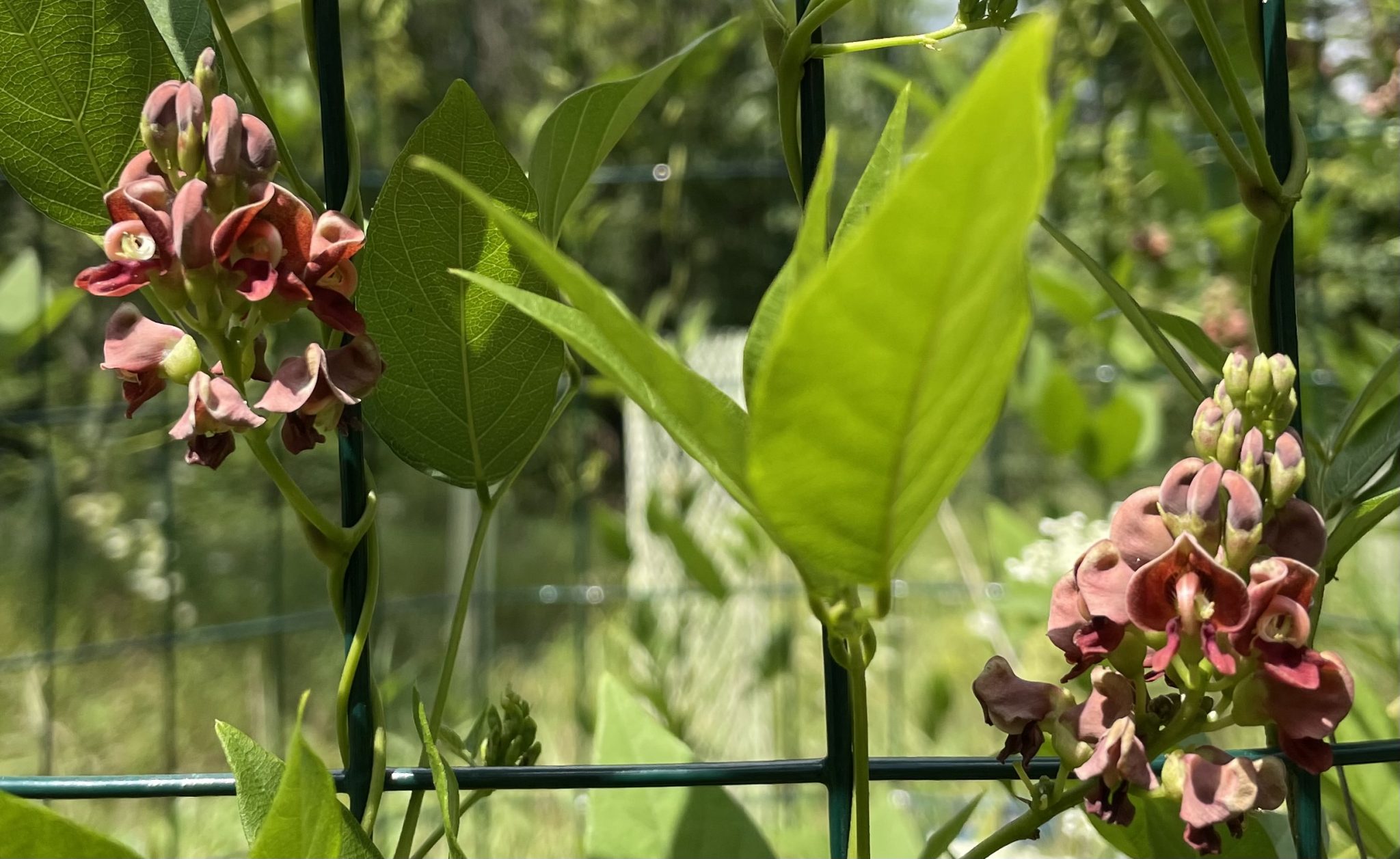 The Groundnut-Weed, Protein and Global in Nature - OIKOS Tree Crops