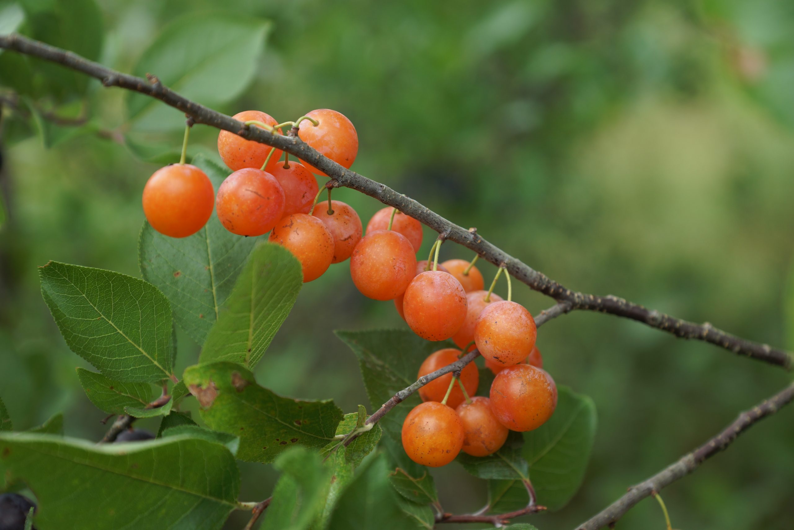 New Seeds Bring New Crops - OIKOS Tree Crops