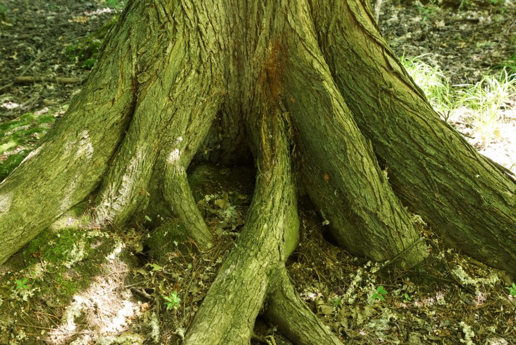 The Last Great Hur-rye – OIKOS Tree Crops