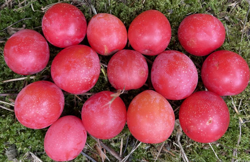 New Seeds Bring New Crops - OIKOS Tree Crops