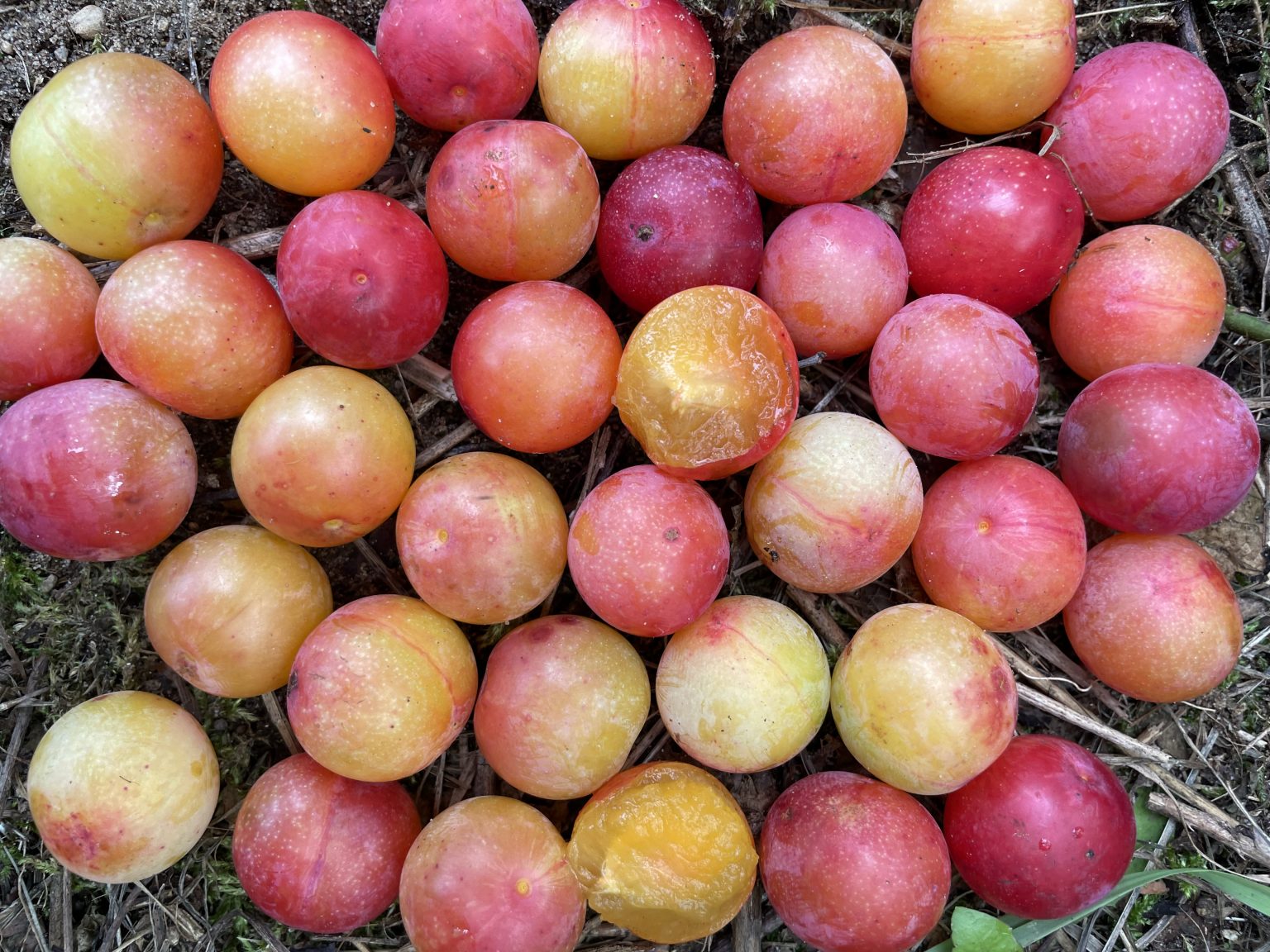 The Wild Goose Plum-From One Seed to Another – OIKOS Tree Crops