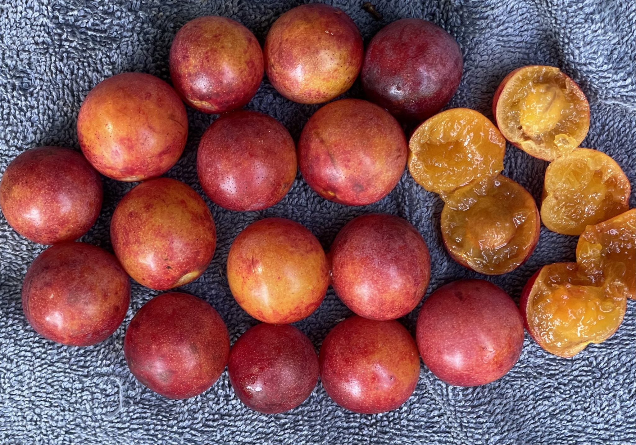 Plum Good: North American Plum Selections – OIKOS Tree Crops