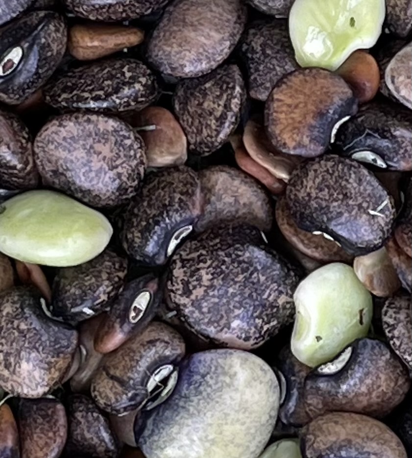 The Thicket Bean Makes a Return to Michigan – OIKOS Tree Crops