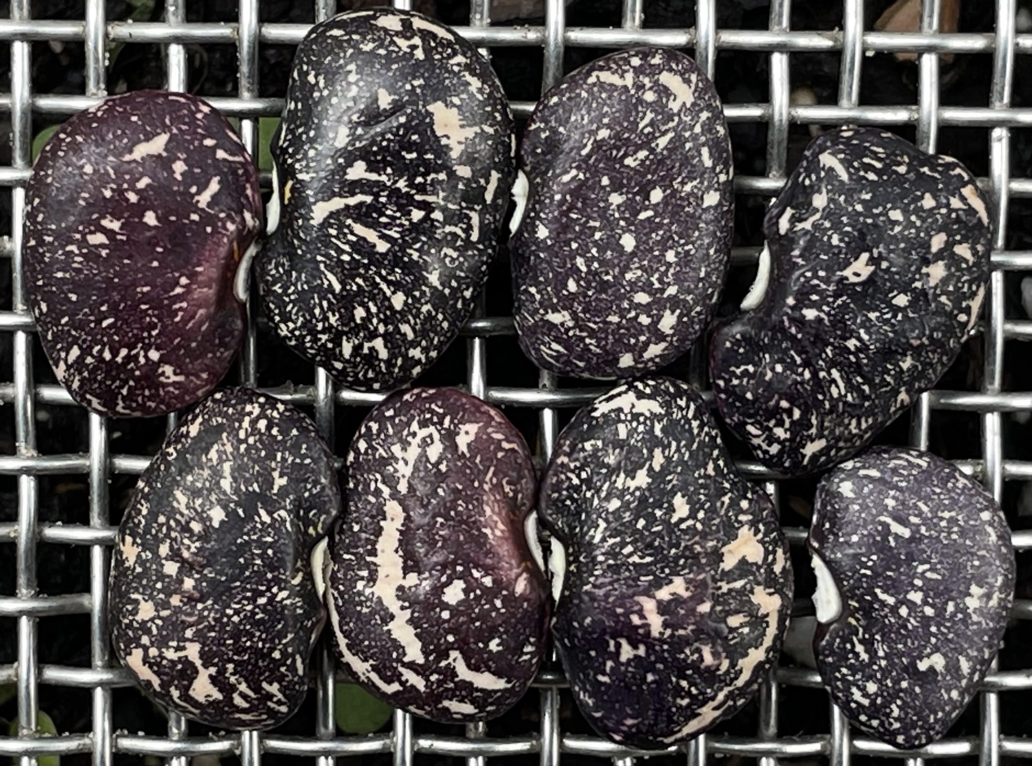 The Thicket Bean Makes a Return to Michigan – OIKOS Tree Crops