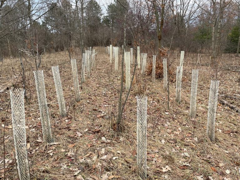 Soilicious for Establishing Trees in Open Fields – OIKOS Tree Crops