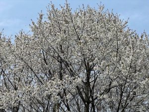 New Seeds Bring New Crops - OIKOS Tree Crops