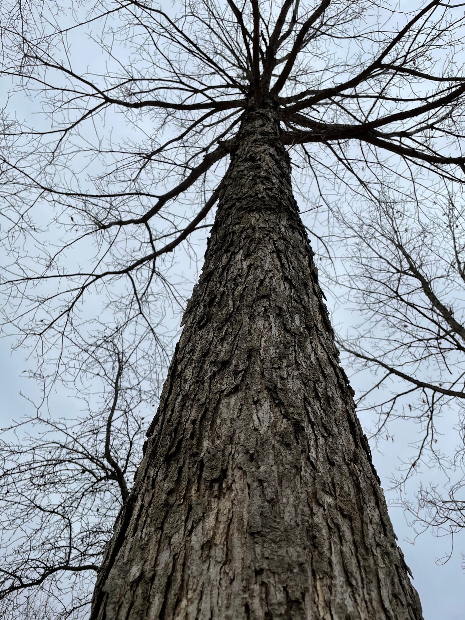 One Farmer-One Mission-One Goal-Oaks – OIKOS Tree Crops