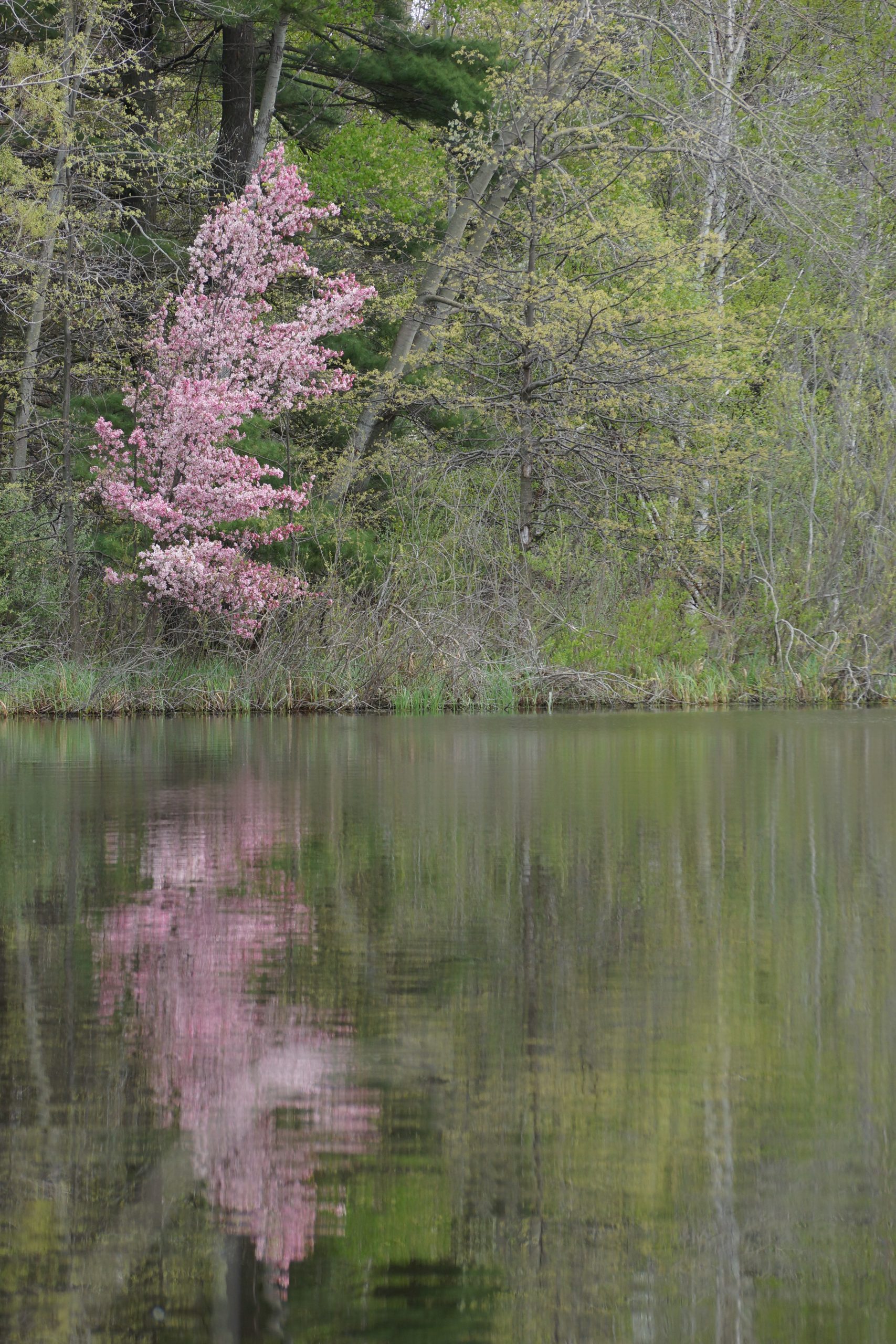 New Seed Selections-Diversity on a Global Scale – OIKOS Tree Crops