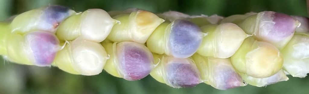 The Teosinte Plant – OIKOS Tree Crops