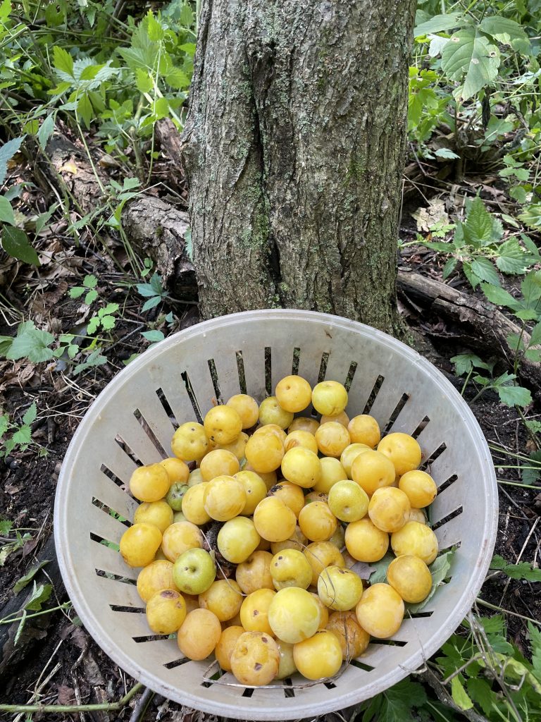 The Yellow Ussuri Plum – OIKOS Tree Crops