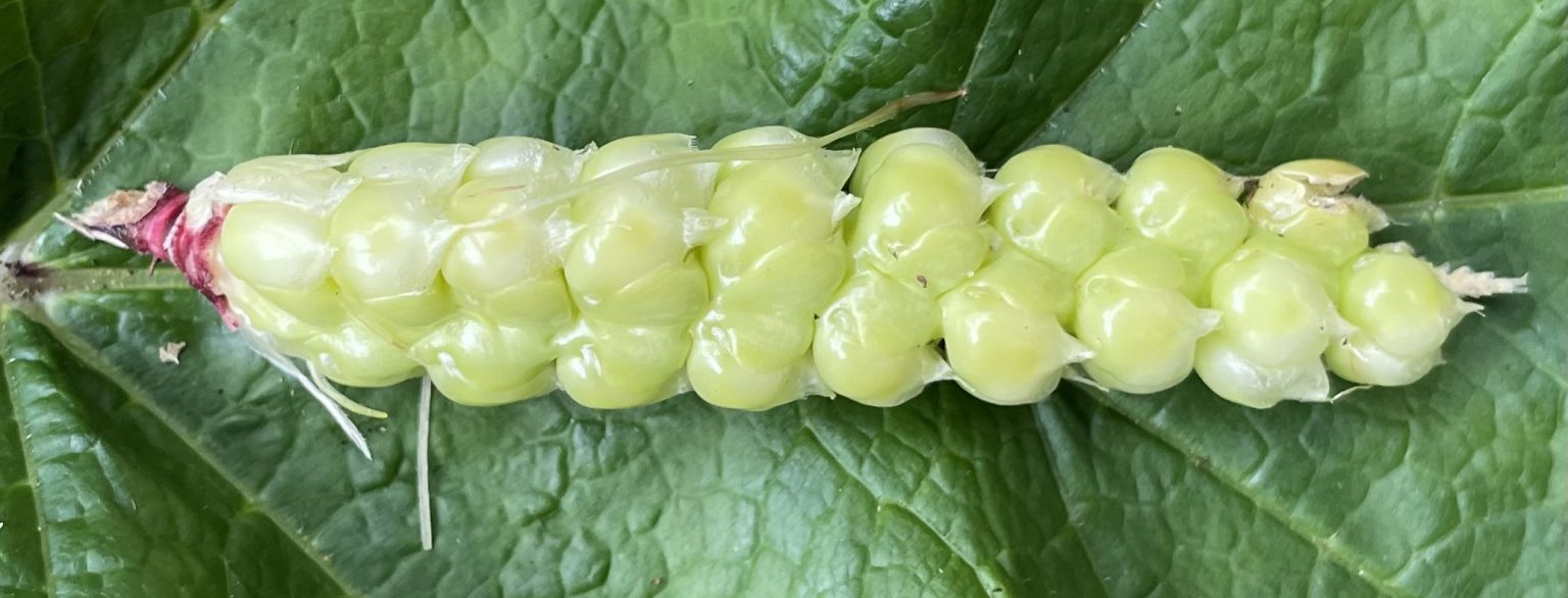 The Teosinte Plant – OIKOS Tree Crops