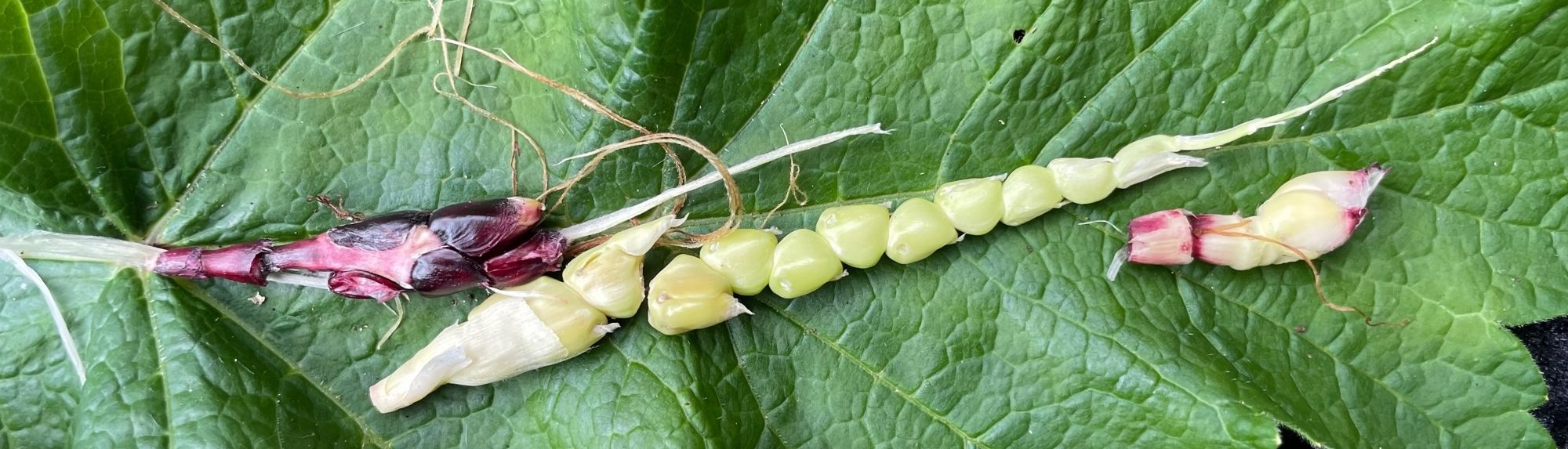 The Teosinte Plant – OIKOS Tree Crops
