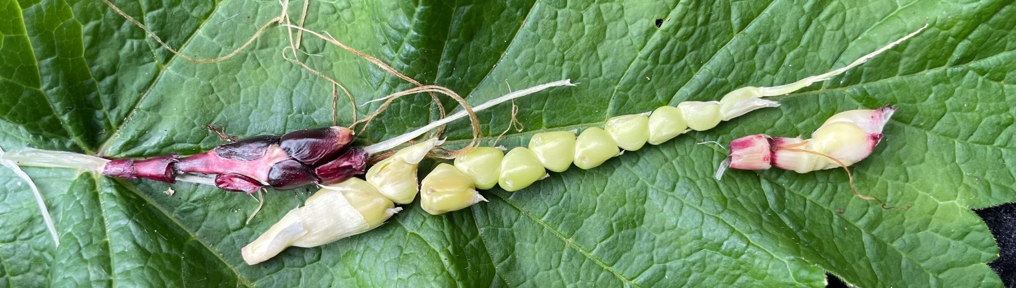 The Teosinte Plant – OIKOS Tree Crops