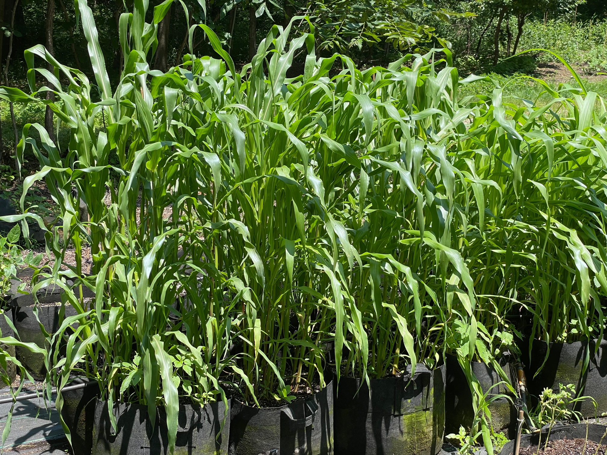 The Teosinte Plant – OIKOS Tree Crops