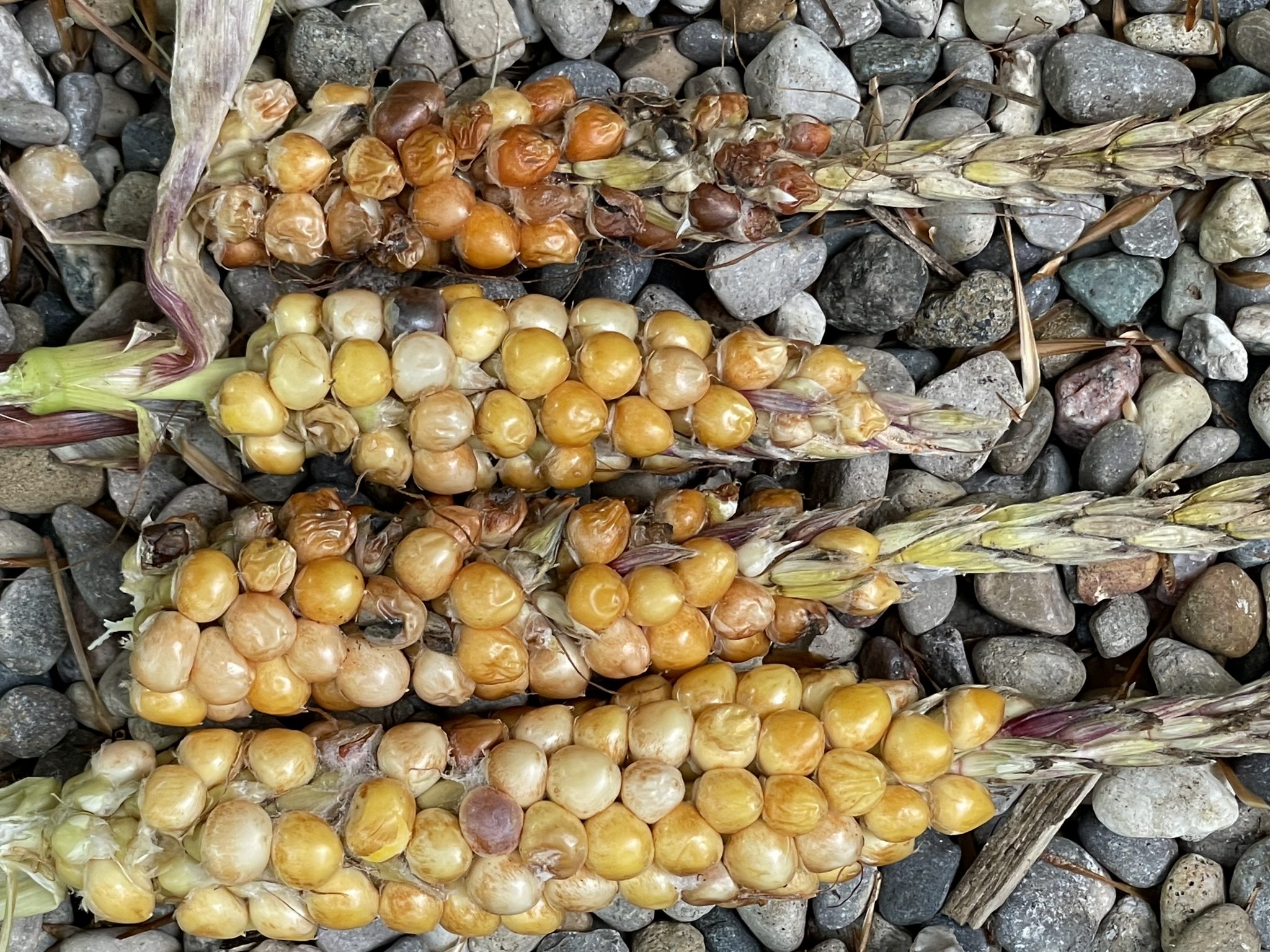 The Teosinte Plant – OIKOS Tree Crops