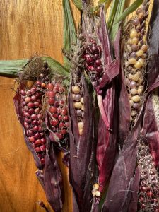 The Teosinte Plant – OIKOS Tree Crops