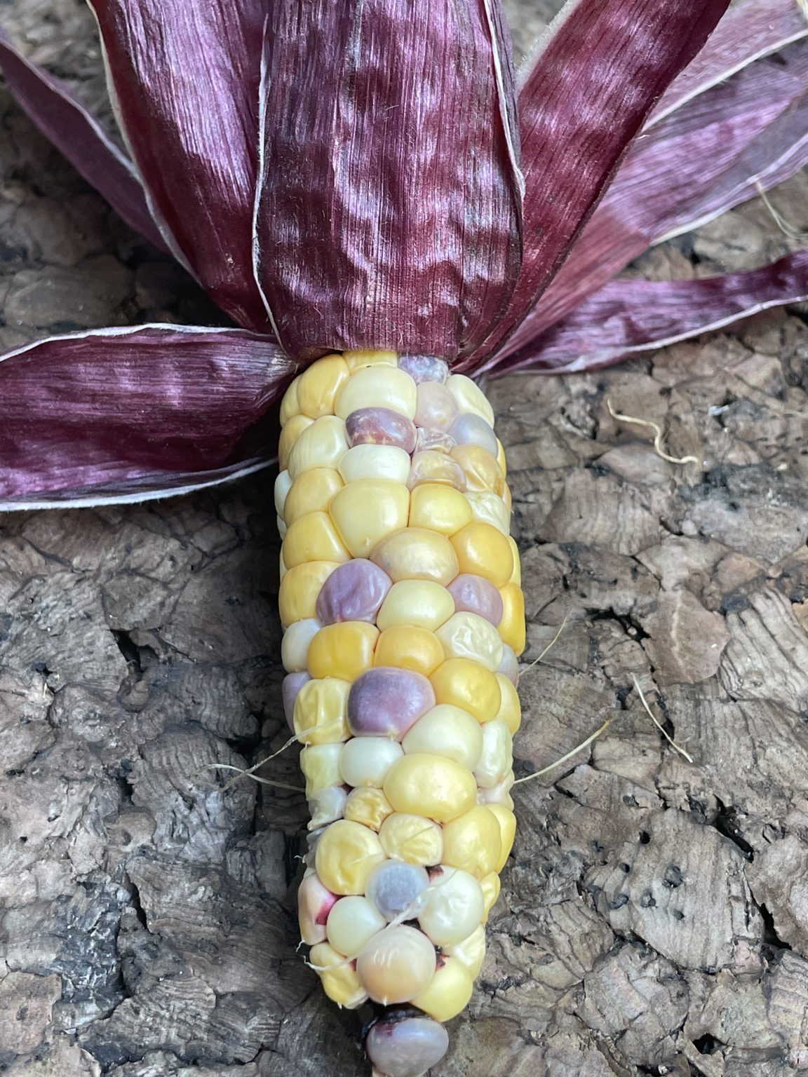 The Teosinte Plant – OIKOS Tree Crops