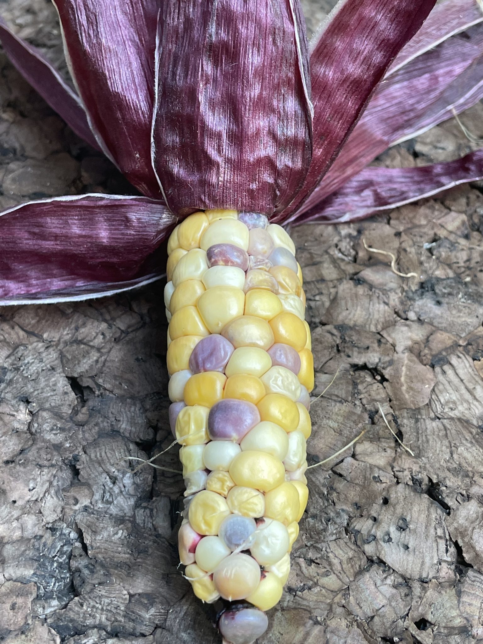 The Teosinte Plant – OIKOS Tree Crops