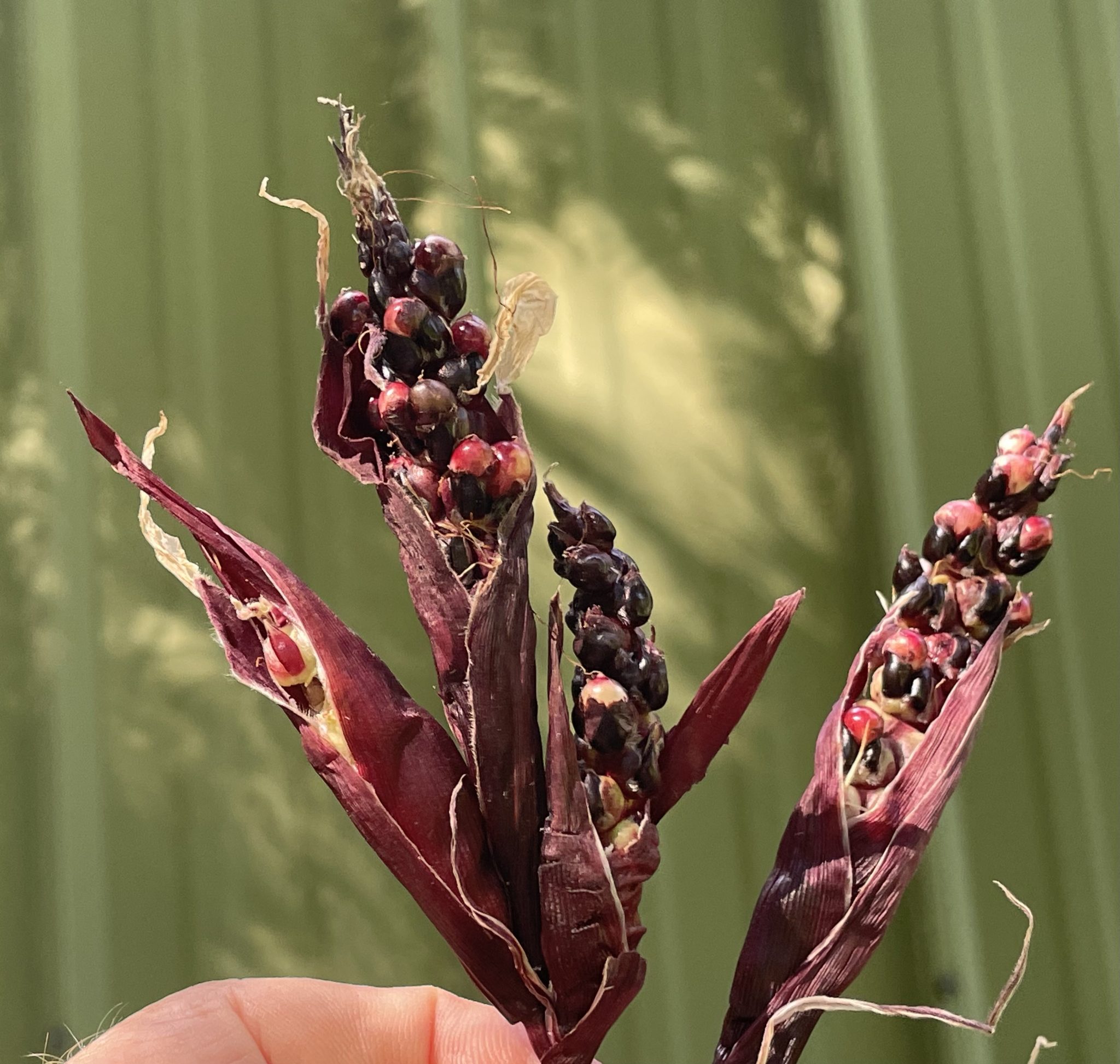 The Teosinte Plant – OIKOS Tree Crops