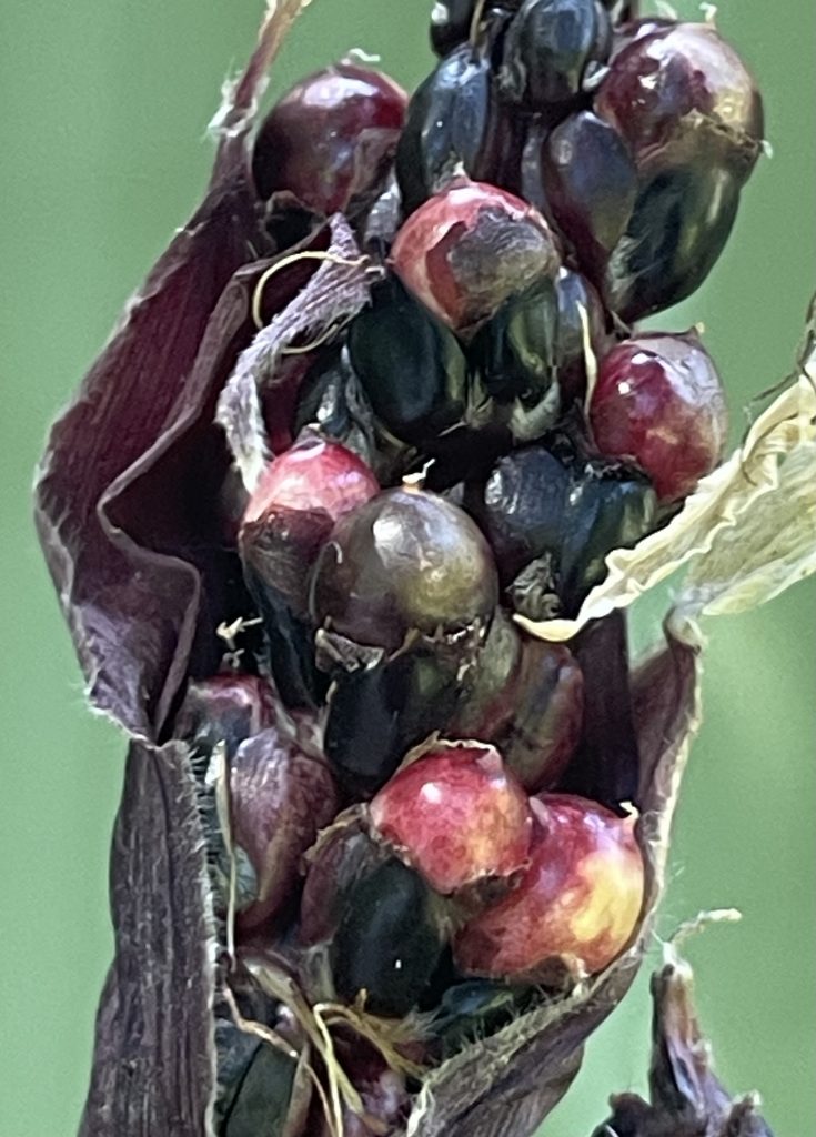 The Teosinte Plant – OIKOS Tree Crops