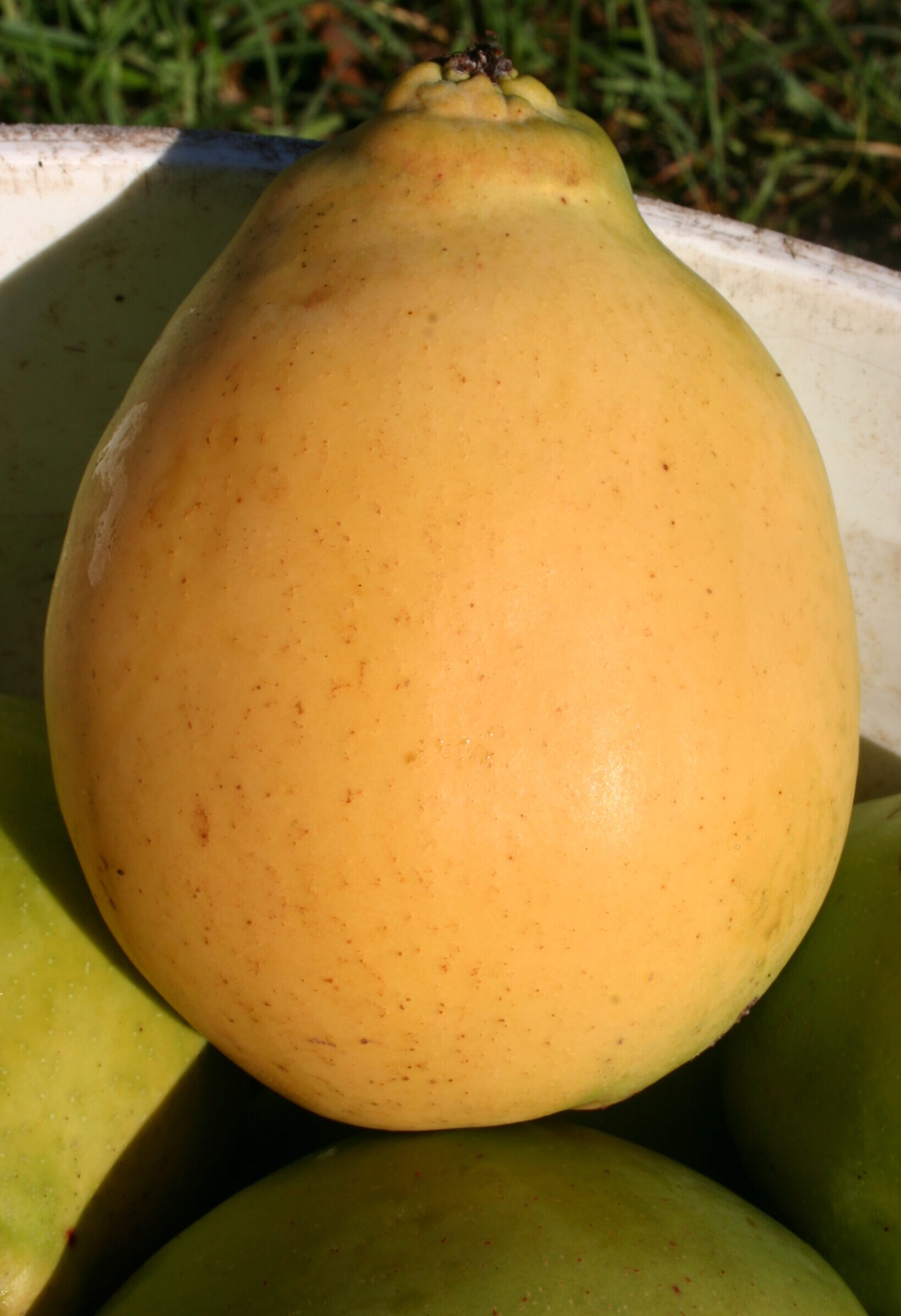Questions on Quince: Quizzical Quandary of Fruit Proportions – OIKOS ...
