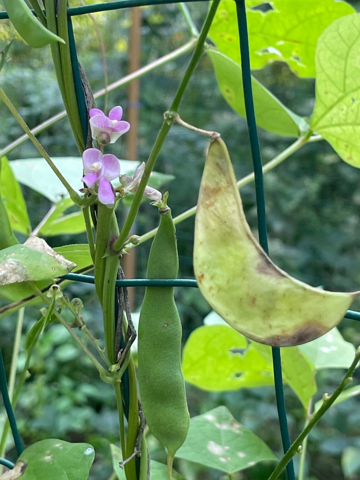 The Perennial Bean – OIKOS Tree Crops