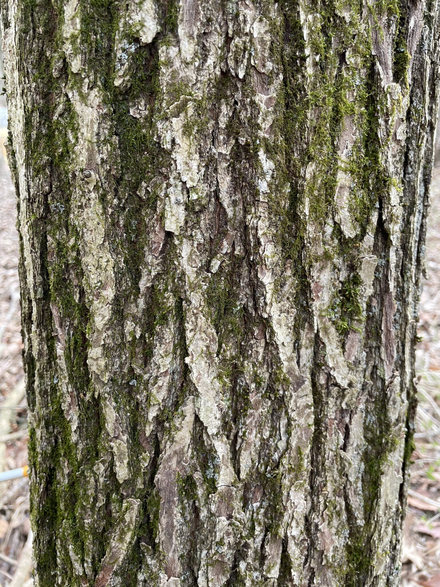 The Mongolian Oak Rises Into the Canopy – OIKOS Tree Crops