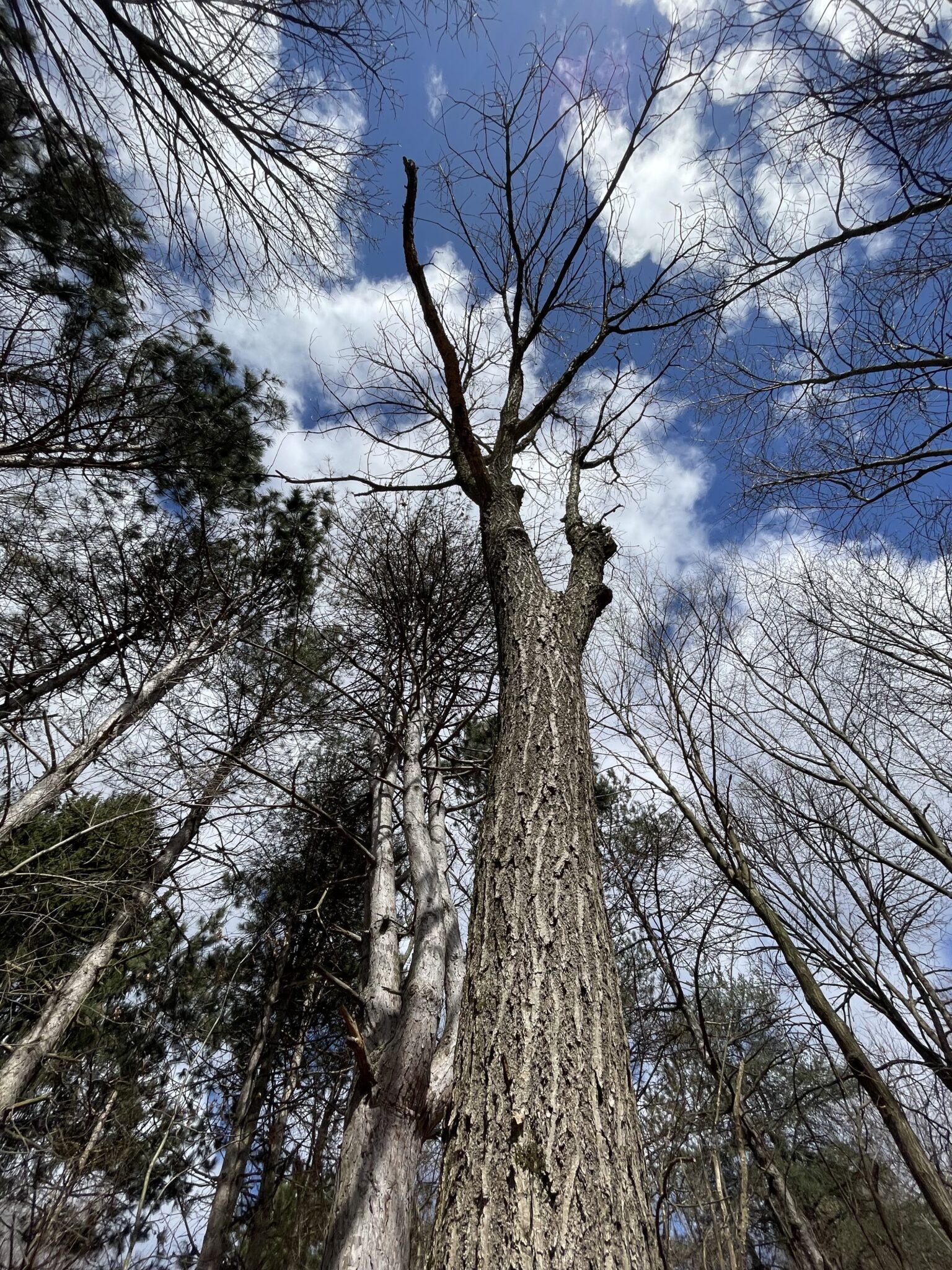 The Mongolian Oak Rises Into the Canopy – OIKOS Tree Crops