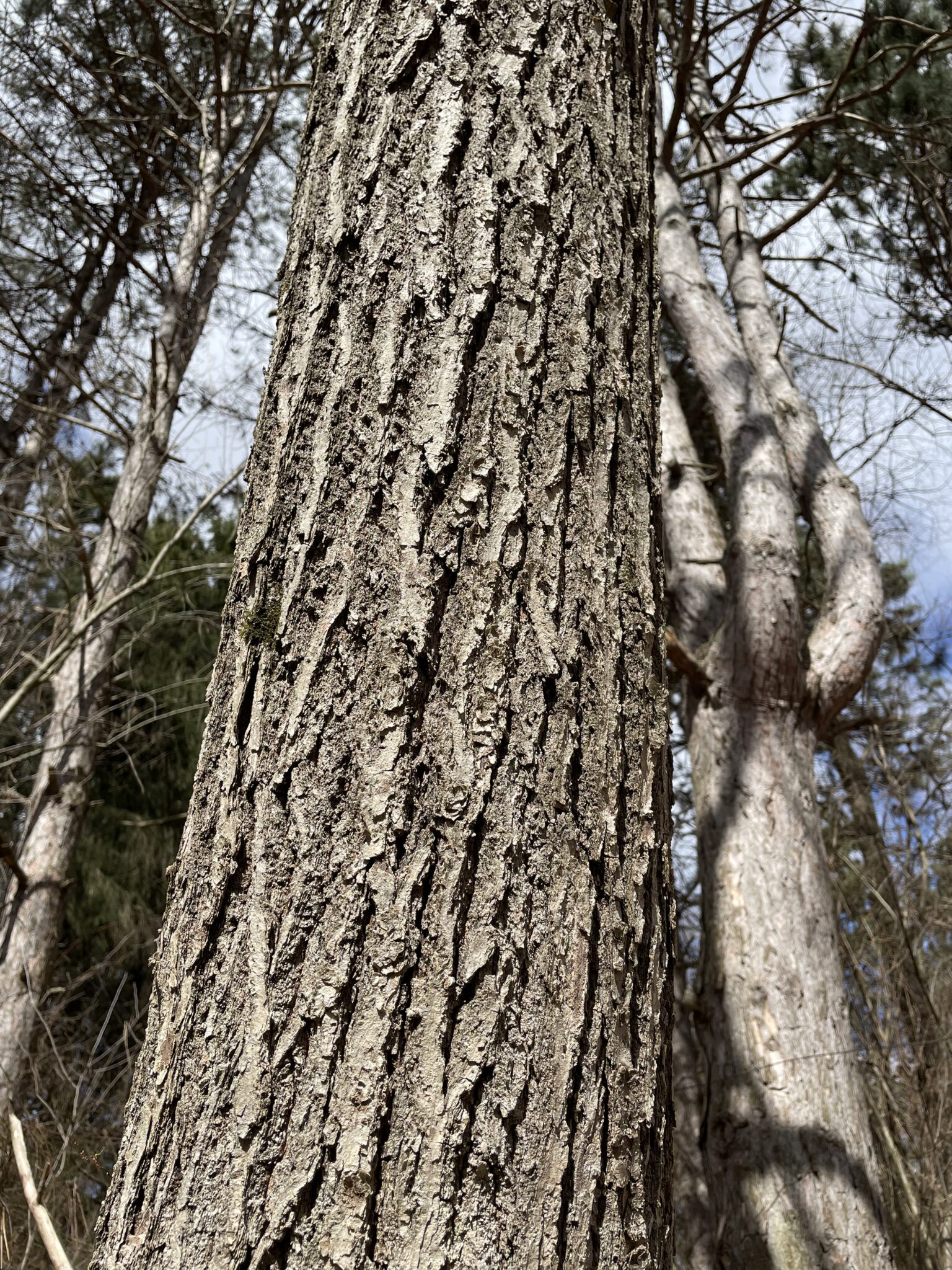 The Mongolian Oak Rises Into the Canopy – OIKOS Tree Crops