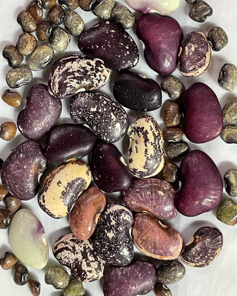 Cloud Lima Beans – OIKOS Tree Crops