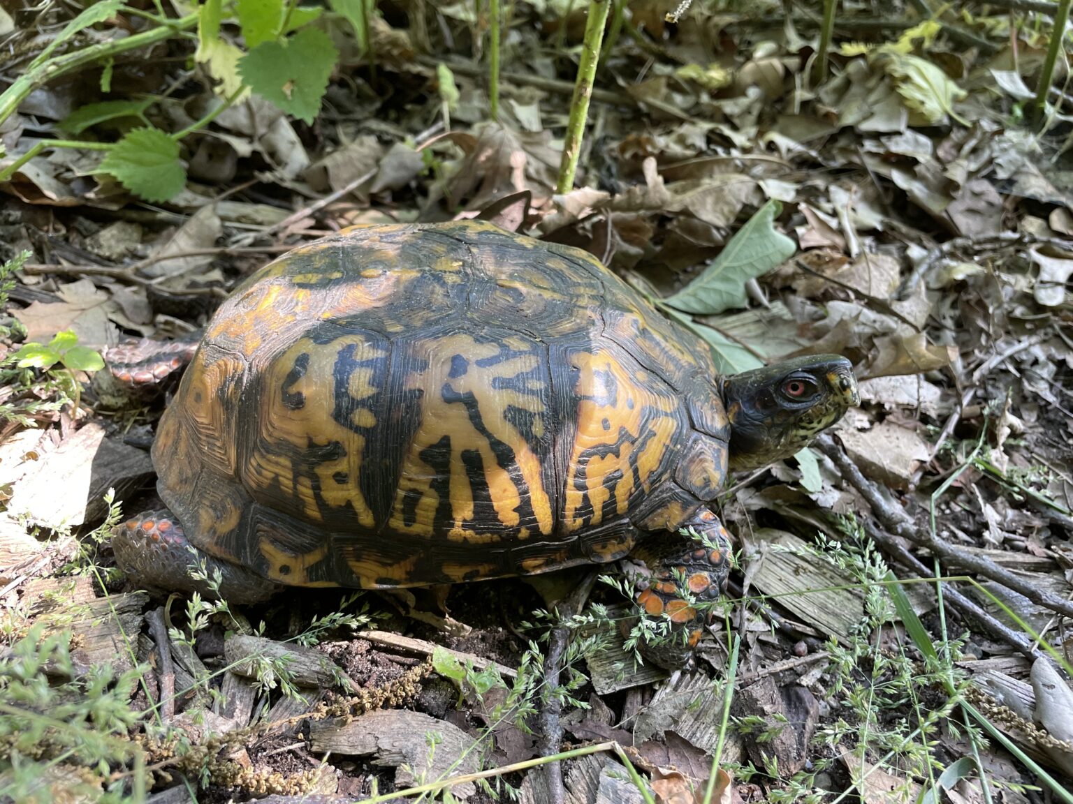 Wildlife 2024 Retrospective – OIKOS Tree Crops